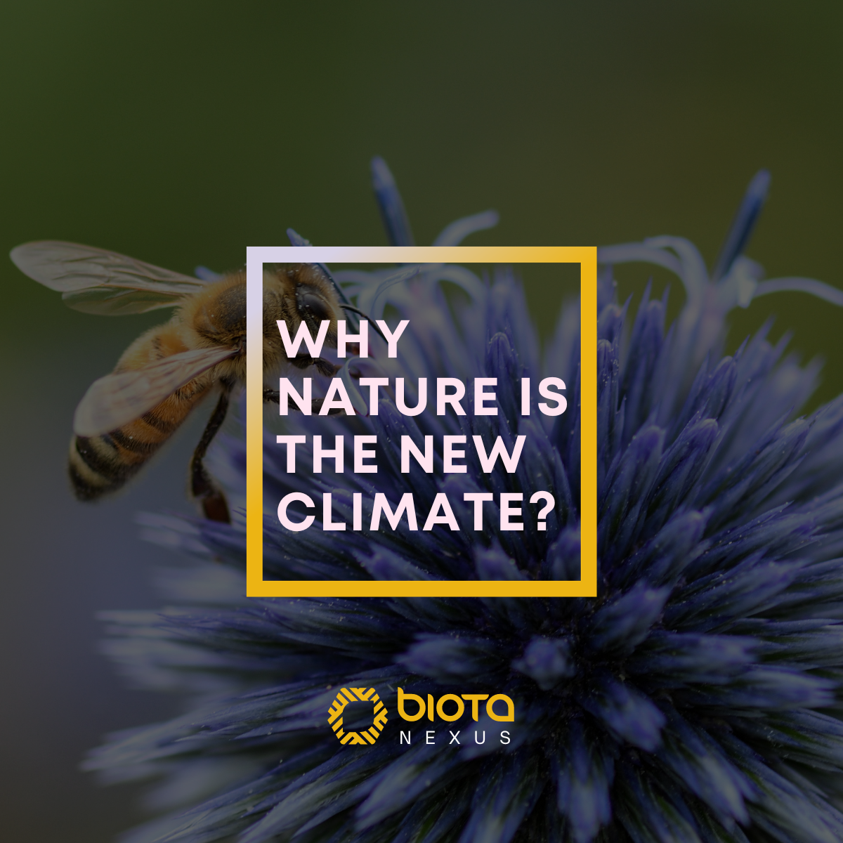 Why Nature is the New Climate – BIOTA